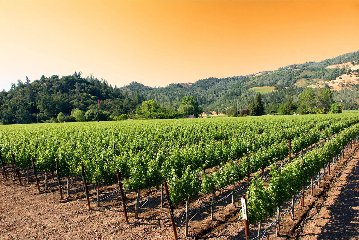 Vineyards and Winemaking — PerUs