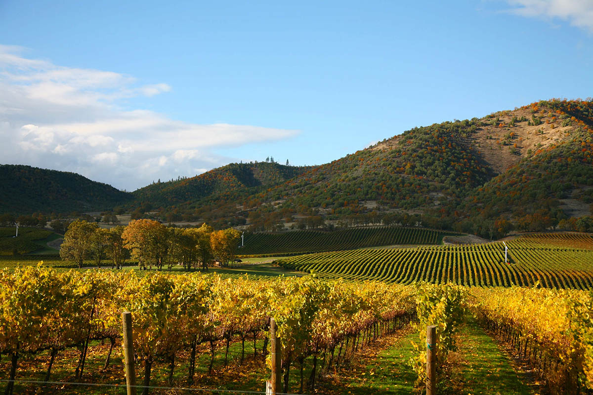 Vineyards and Winemaking — PerUs